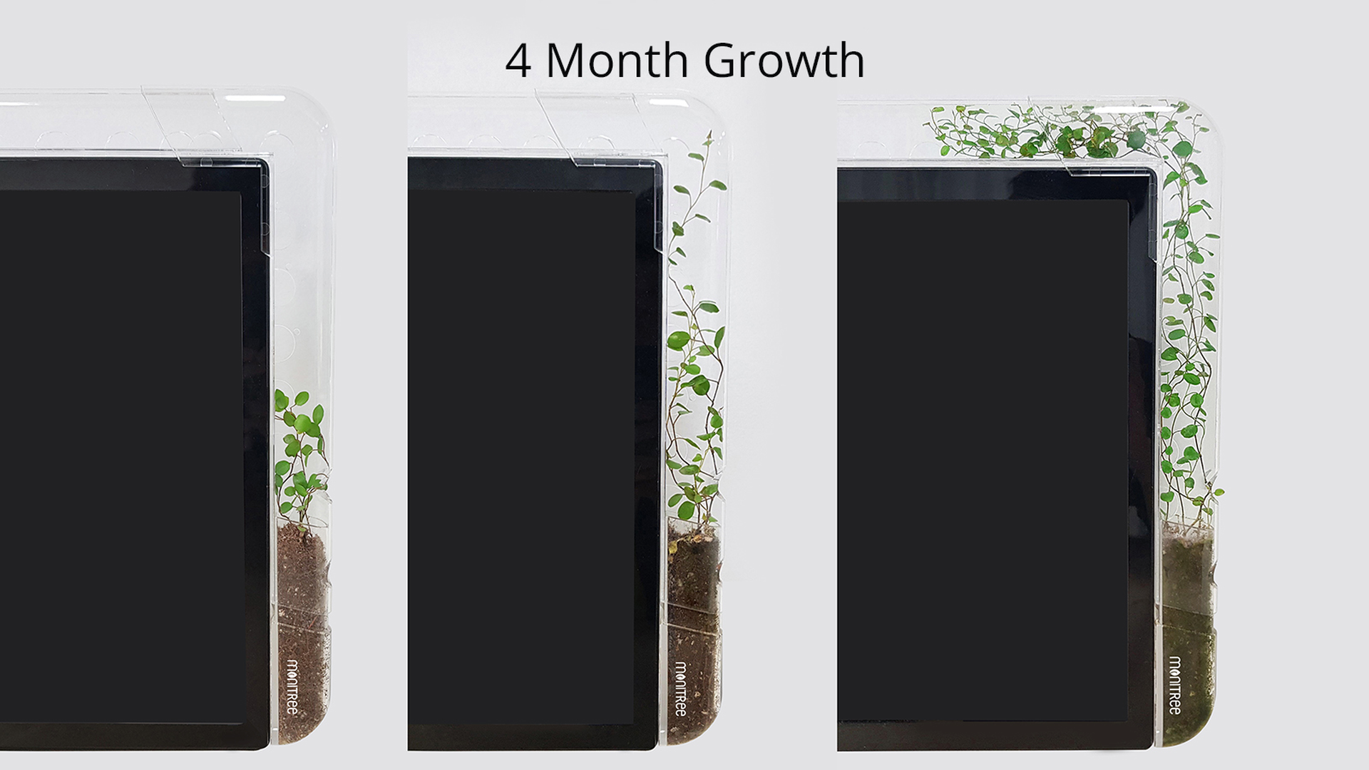 PLTRIS Vines that Grow Along the Monitor - Monitree (Indoor Garden Kit)
